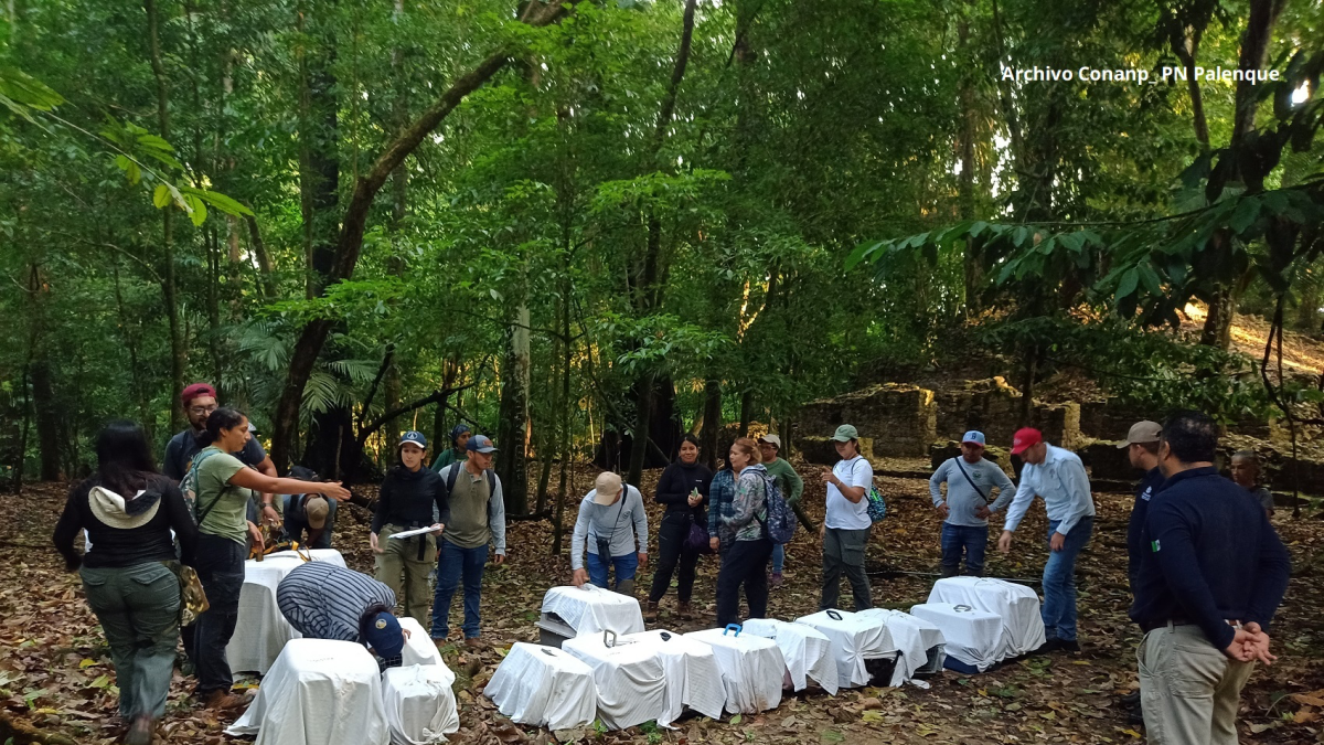Regresan a la selva: liberan en Chiapas a 17 primates rescatados del ...