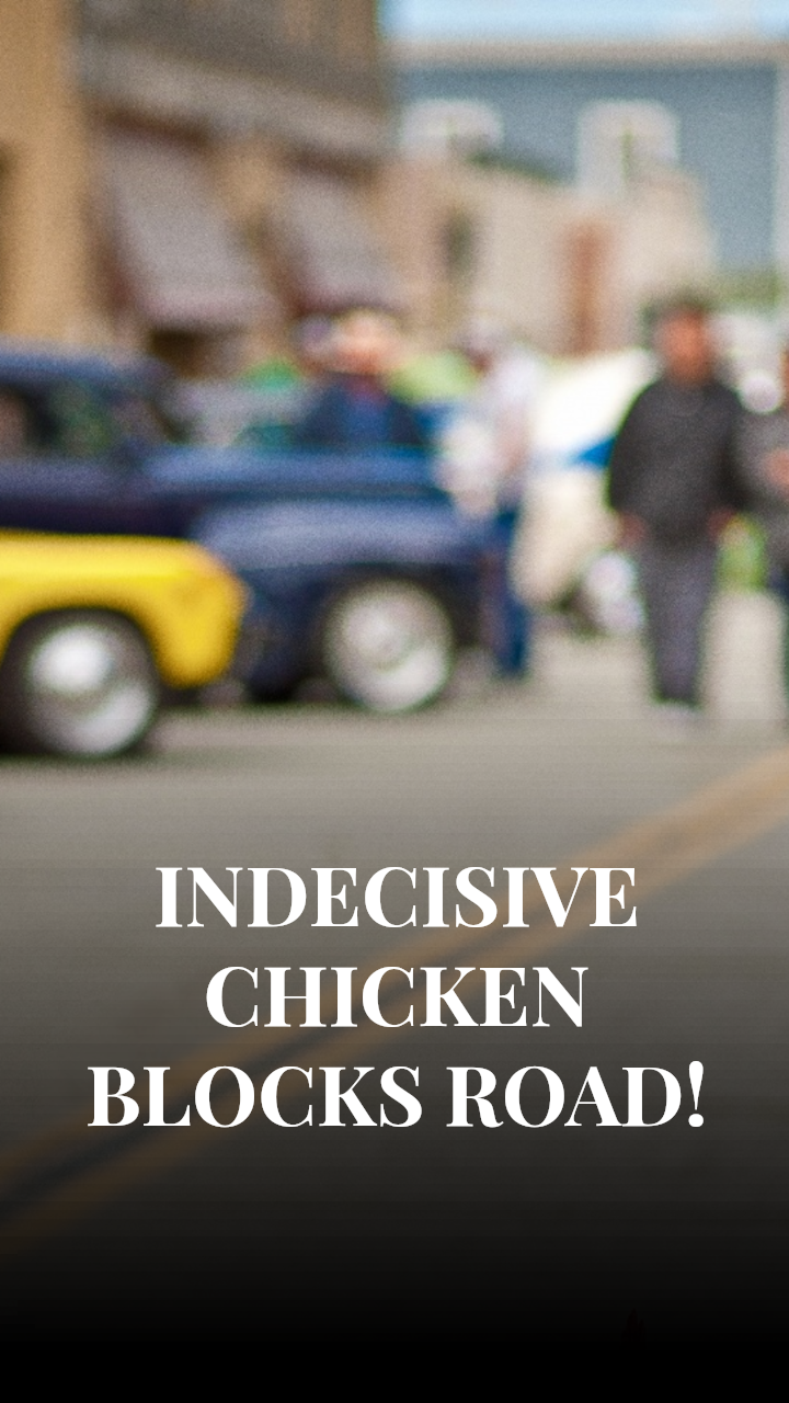 Lost and indecisive chicken blocks traffic in center lane, up until ...