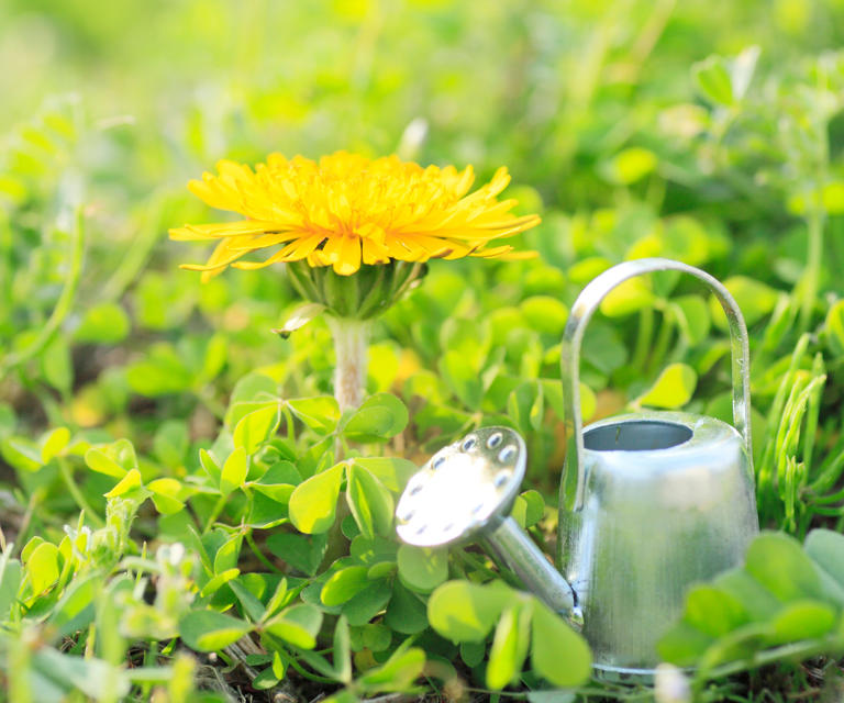 Boiling water can be a brilliant weed killer, but most growers use it ...