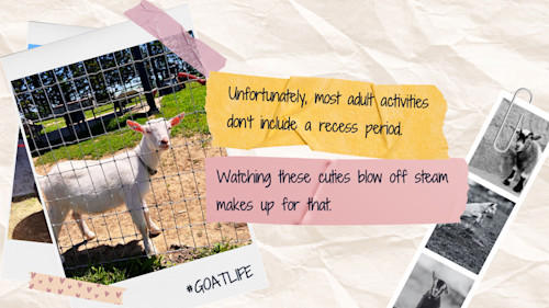 Hanging out with animals is proven to brighten your mood, so we tried it