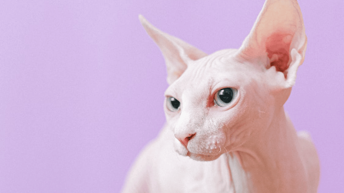 8 signs of diabetes that many cat owners overlook