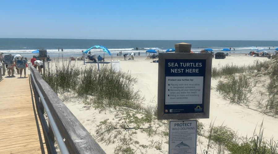 Kiawah Island records first coyote attacks on loggerhead sea turtles