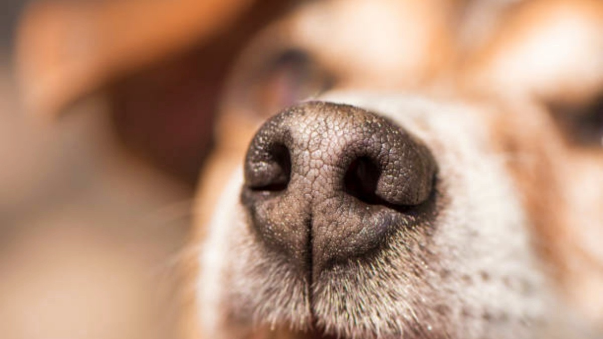 If your dog nudges you with its nose, here's what experts say it means