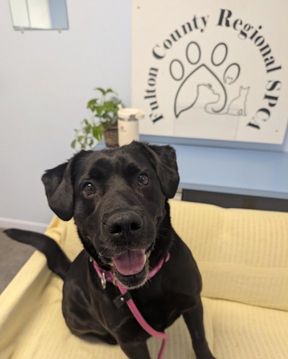 Local shelter’s plea to find dog a loving home answered just in time