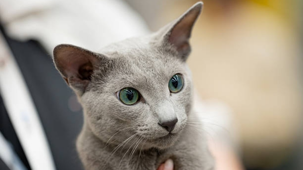 These 8 gray cat breeds are famous for their calm and affectionate ...