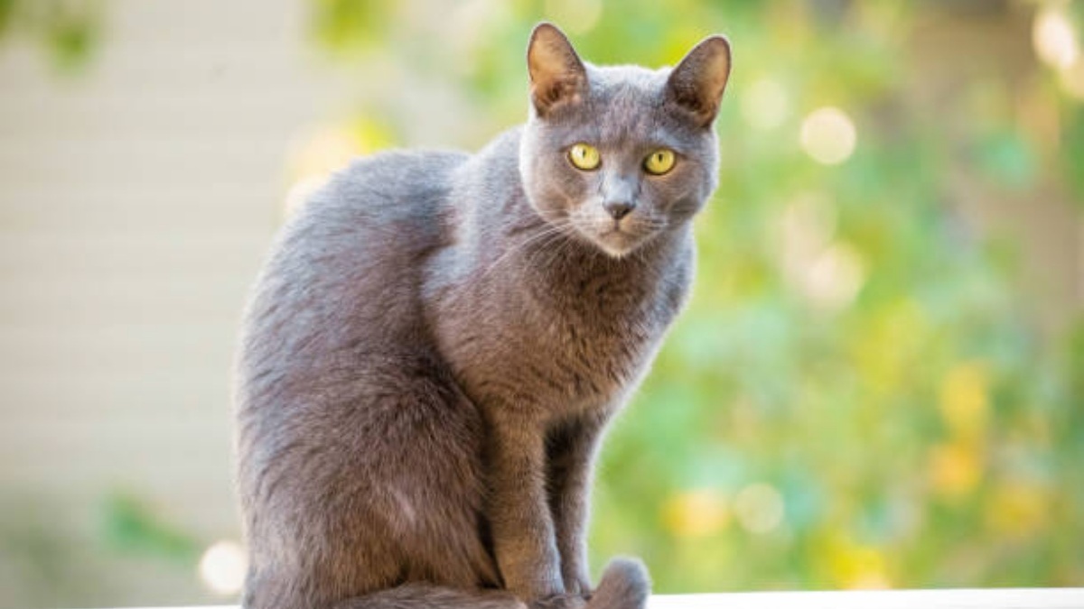 These 8 gray cat breeds are famous for their calm and affectionate ...