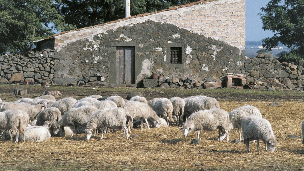 Casu marzu: Sardinia’s banned maggot cheese