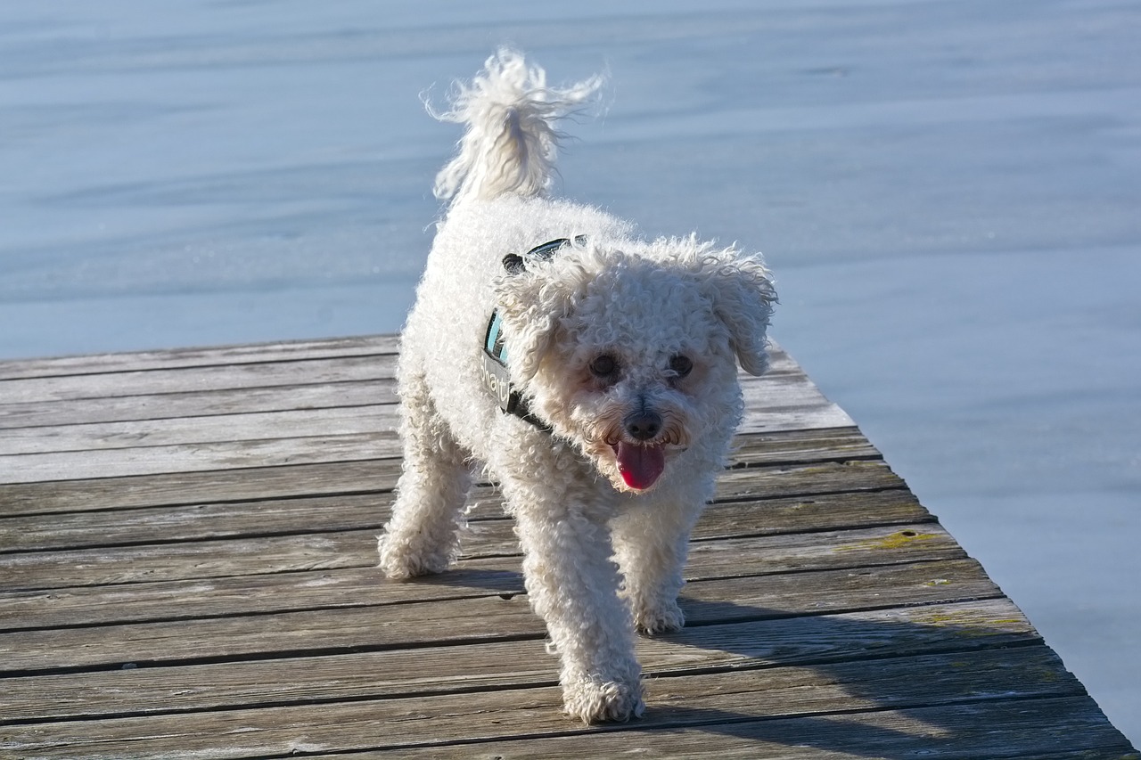 15 beloved dog breeds perfect for people with allergies