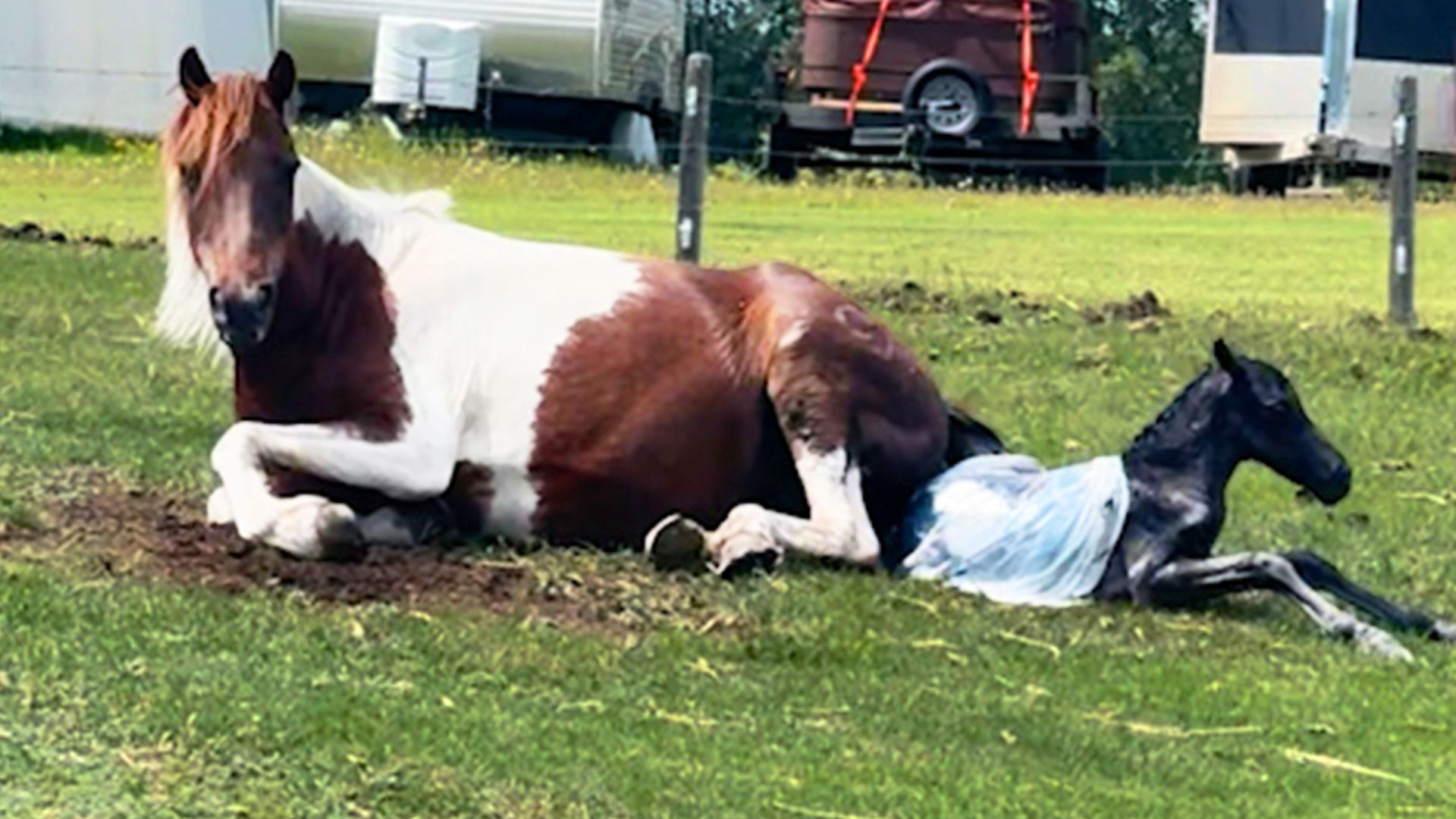 Traumatized bucking horse becomes the protector of baby ponies