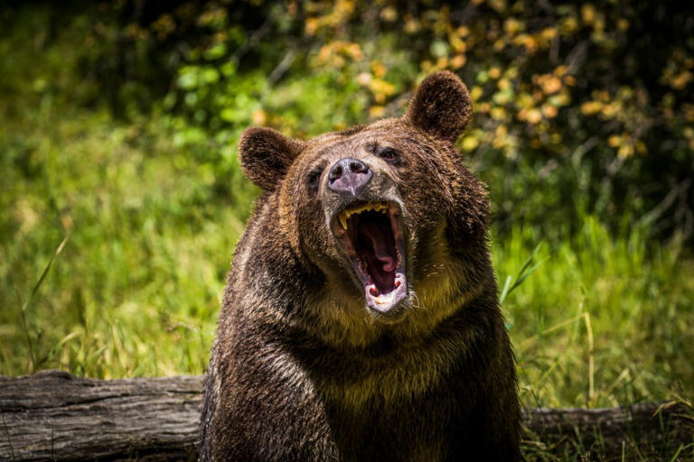 Hiker details horrifying grizzly attack in Glacier National Park
