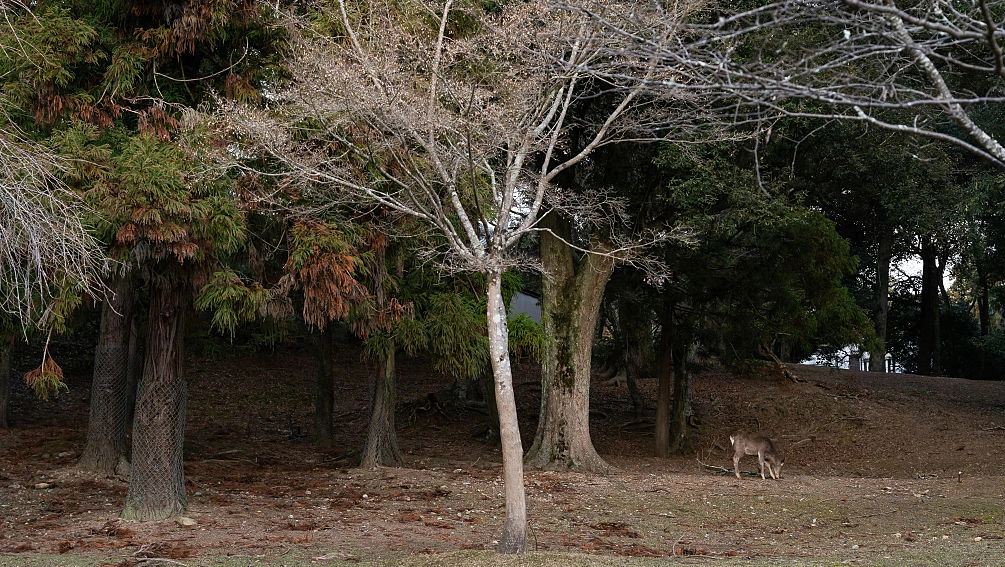 GPS study reveals deer alter behavior with human presence