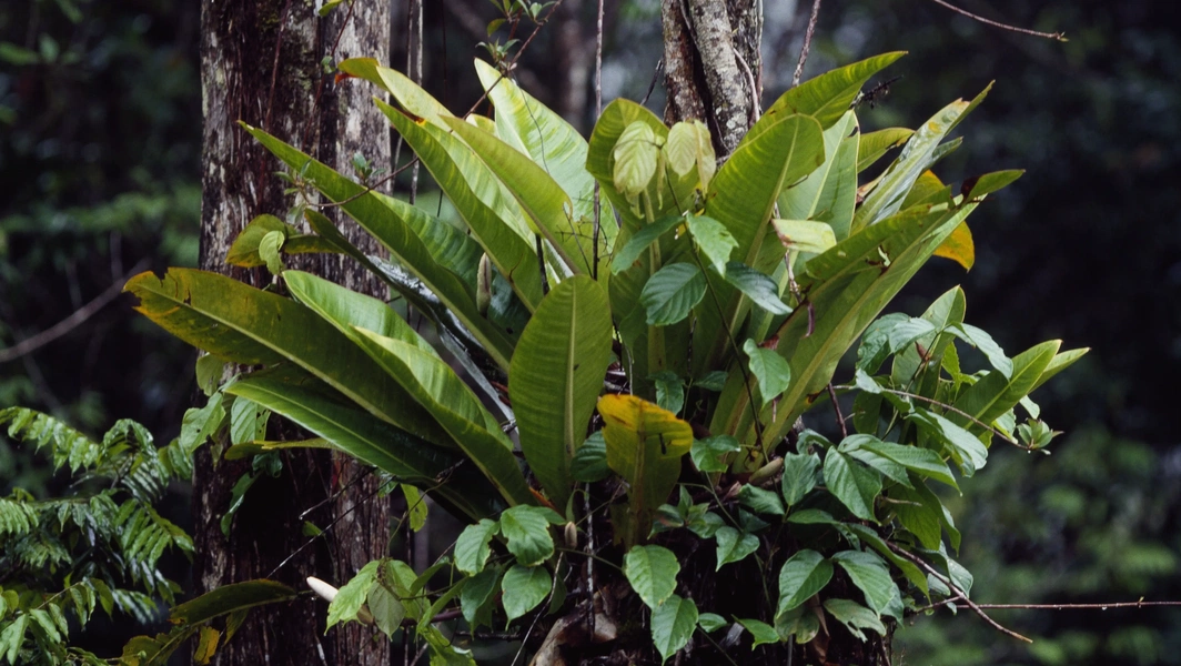 Fiddle leaf fig care made simple for plant lovers