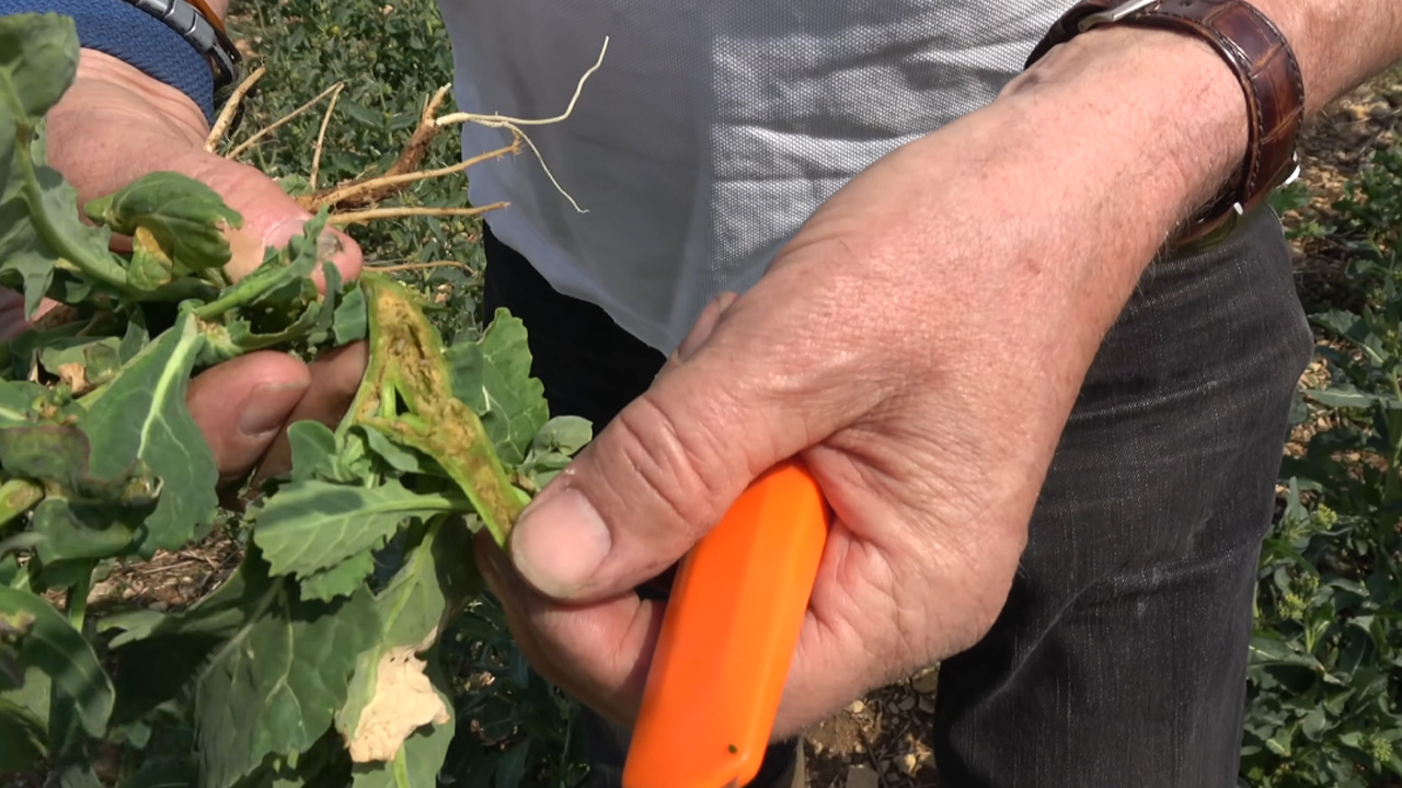 The hidden crisis in agriculture destroying crucial break crops