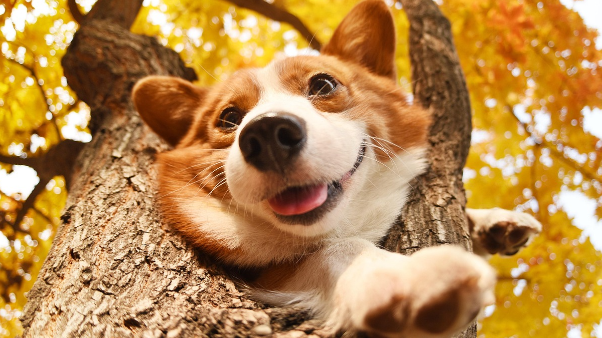 The 9 most common emergencies that land a dog in the vet