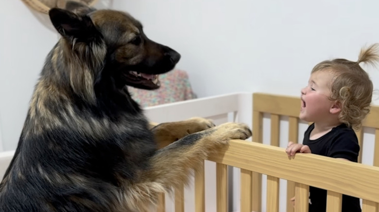 German shepherd howls with toddler like they're speaking their own ...