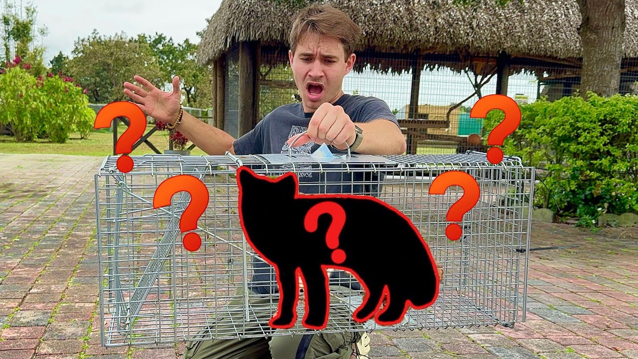 We set traps to catch the beast that caught my chickens!