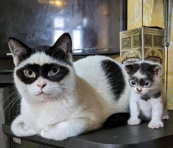 47 candid pet moments instantly caught on camera