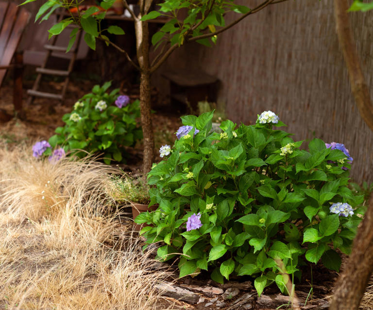 Boiling water can be a brilliant weed killer, but most growers use it ...