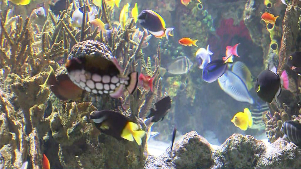 Where do the fish at the New England Aquarium in Boston come from? They ...
