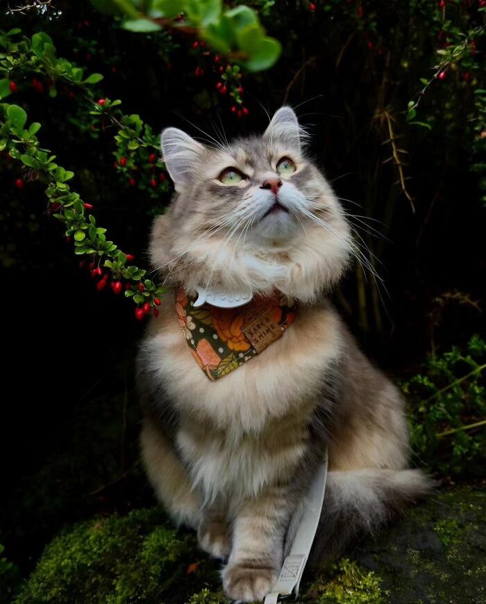 41 Photos Of Cat That Prove They’re Not Just Cute, But Truly Majestic