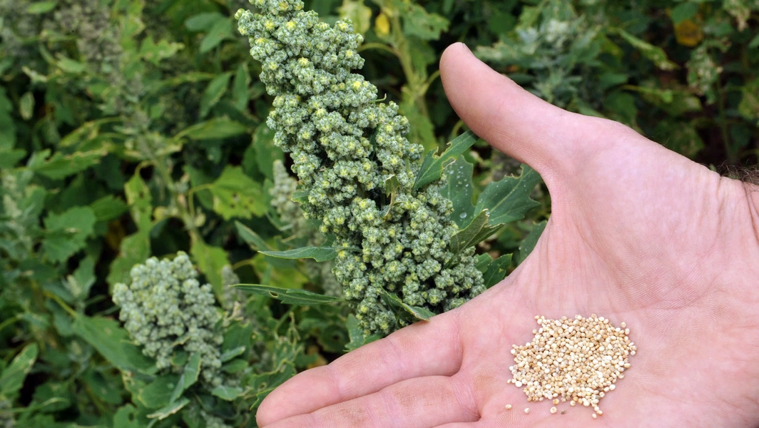 Quinoa secrets every health foodie should know