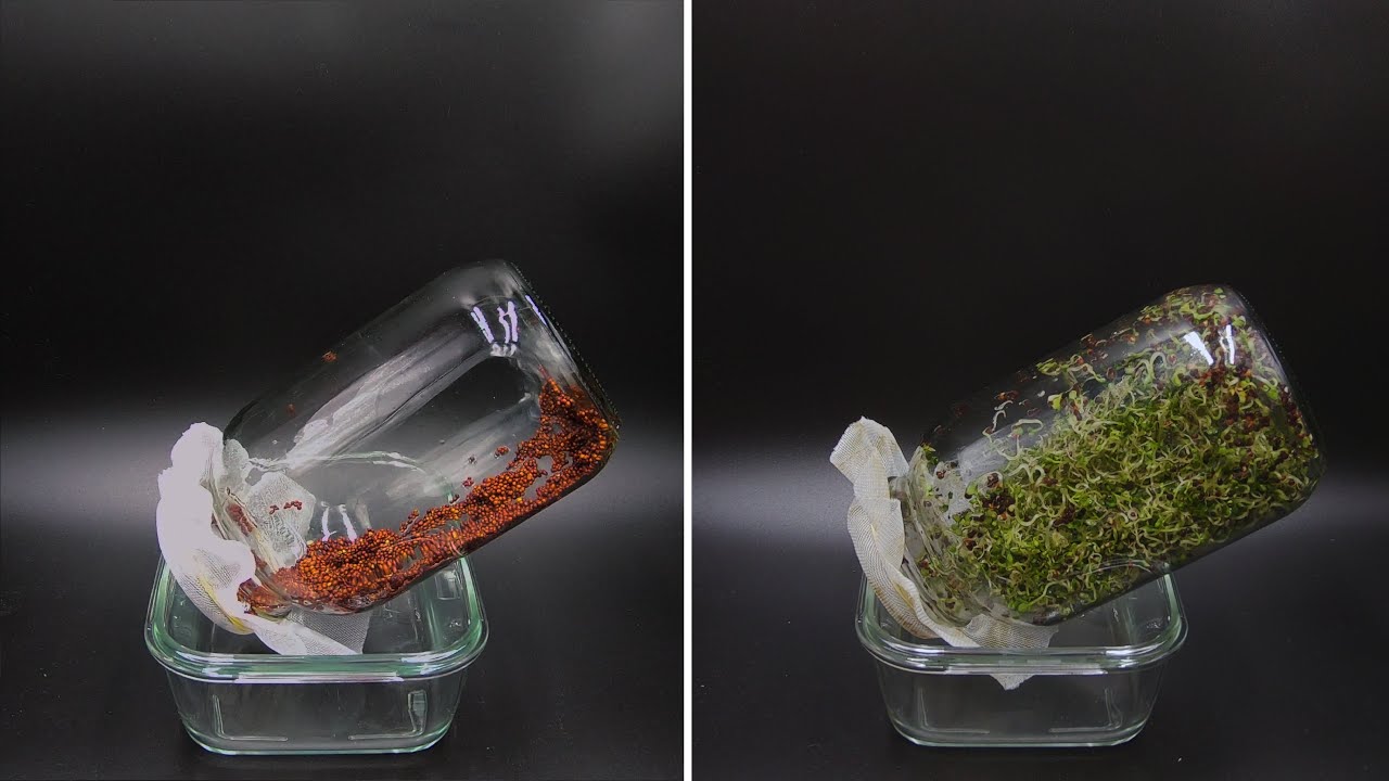 I grew broccoli sprouts in a jar! 🌱