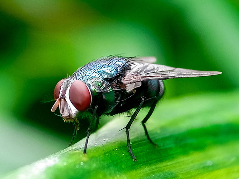 Georgia updates animal import rules after New World screwworm detected ...