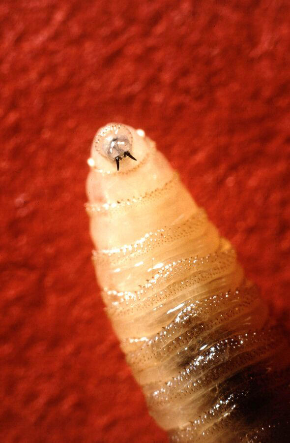 Panic as second case of flesh-eating worm detected in Texas calf in 60 ...
