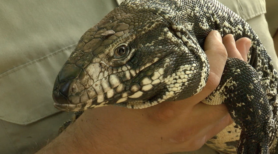 Neighbors on alert as invasive tegu lizards spotted in Dundee