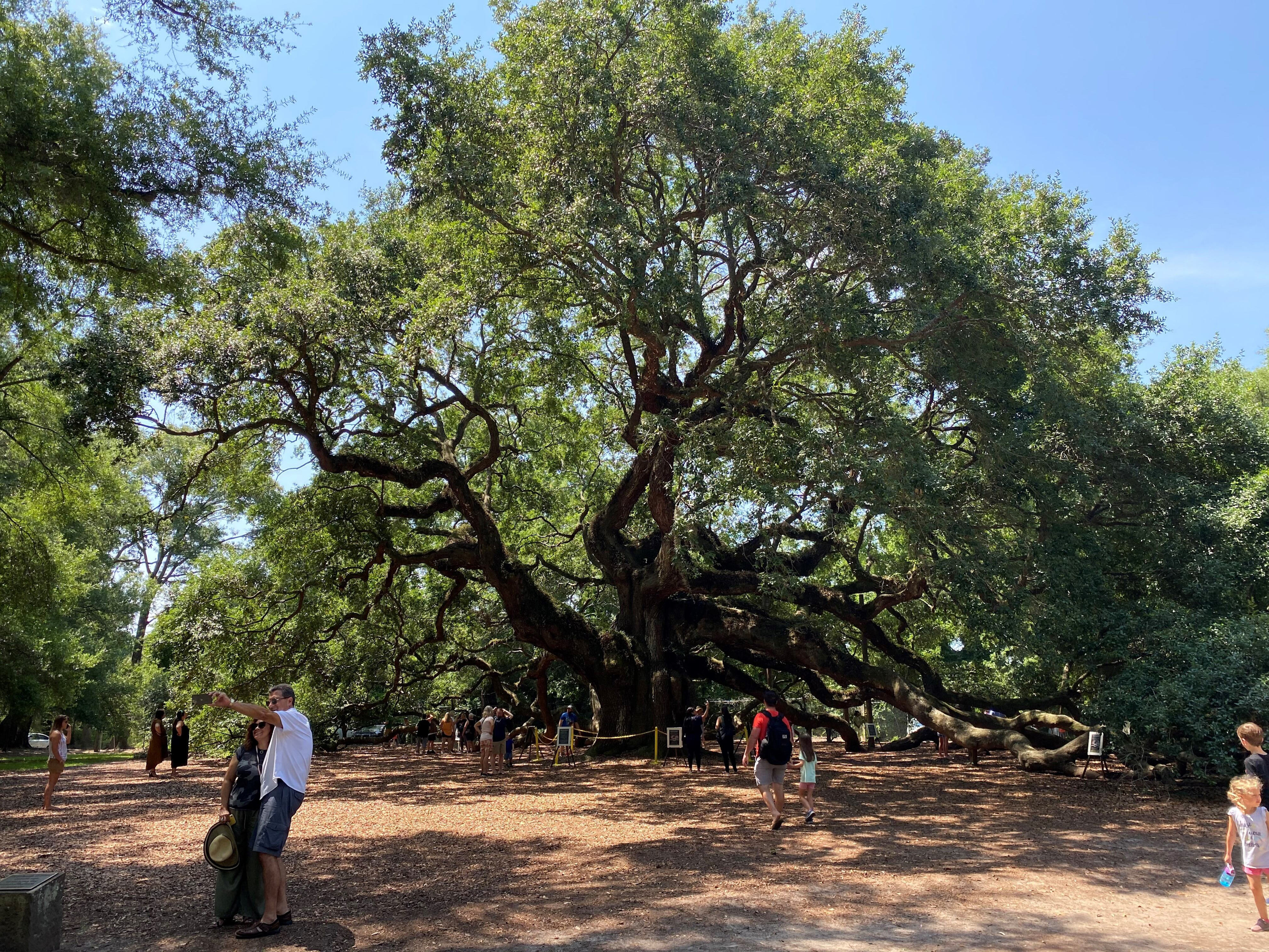 South Carolina’s Angel Oak now listed on National Register of Historic ...