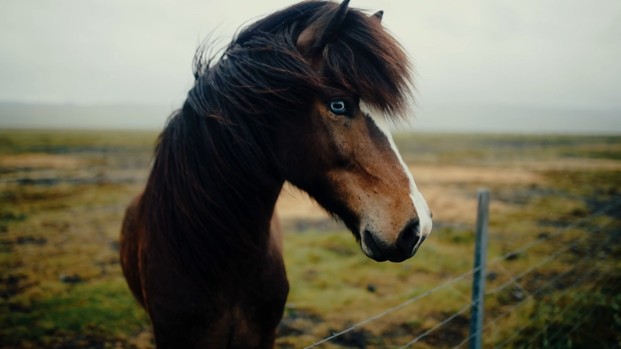 This horse amazed me with its angelic eyes while I filmed it up close