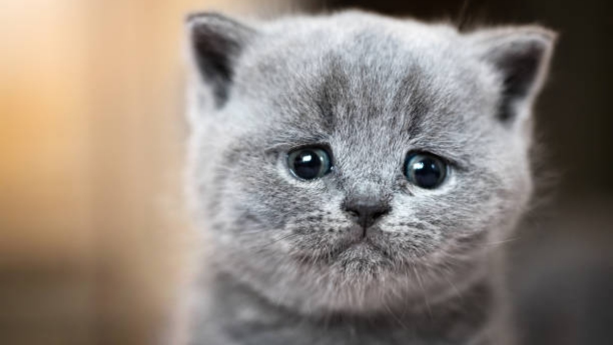 7 things your cat does when you're sad (and how it knows)