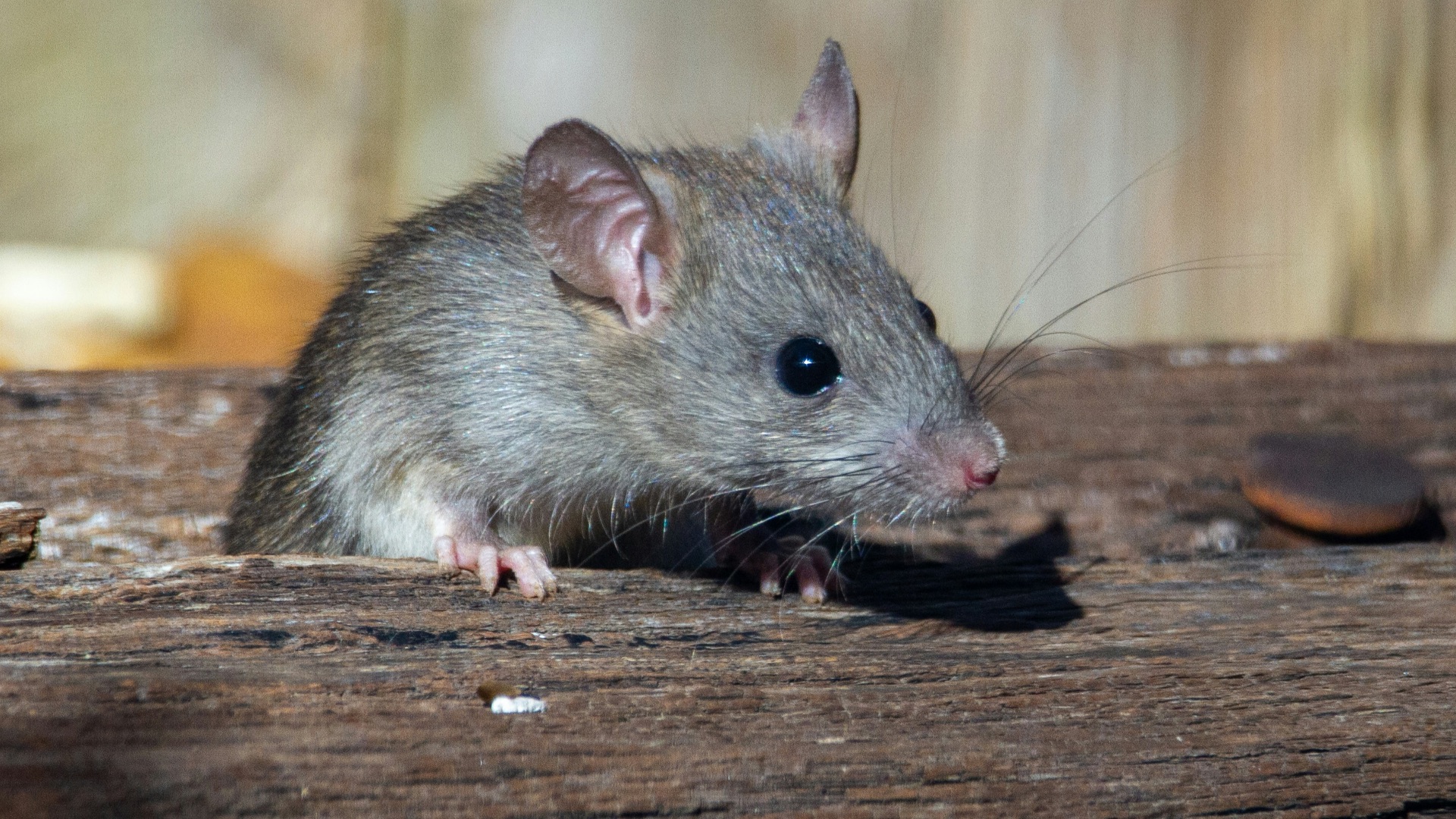 Mouse infestation: 10 things you should know about house mice & 10 tips ...