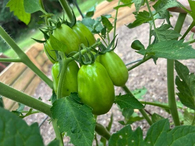 First-year gardener worried their tomatoes were growing wrong finds out ...