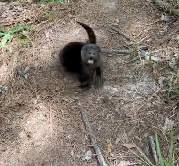Guy sees a 'black void' in middle of hiking trail — and saves an ...