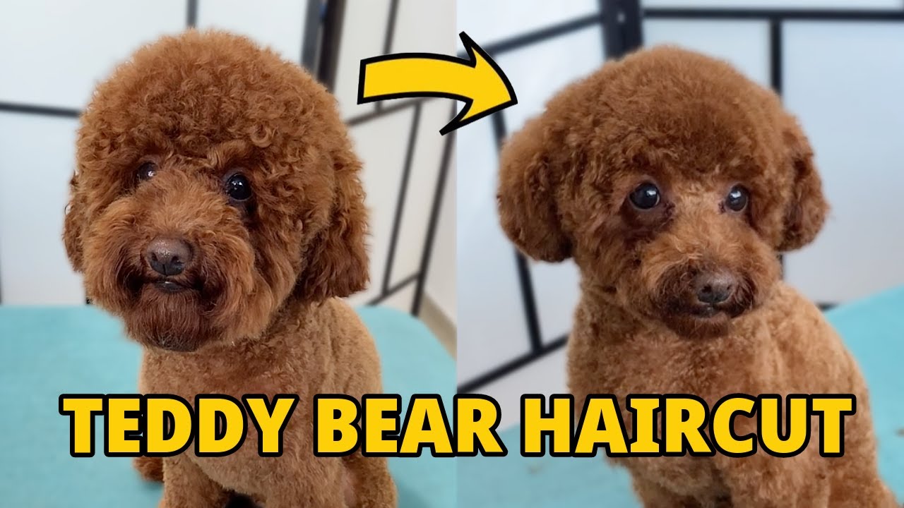 Toy poodle grooming: Teo's fluffy head & face trim tutorial!