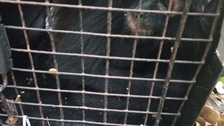 Regresan a la selva: liberan en Chiapas a 17 primates rescatados del ...