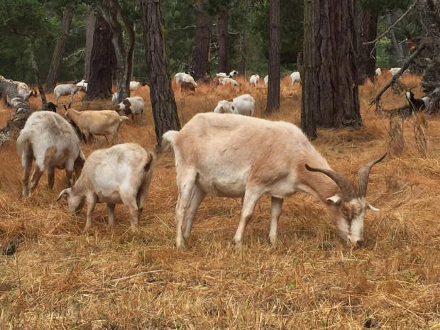 Carmel group says it’s past time to bring in the goats