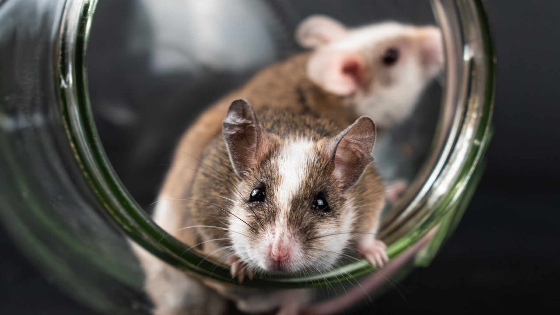 Mouse infestation: 10 things you should know about house mice & 10 tips ...