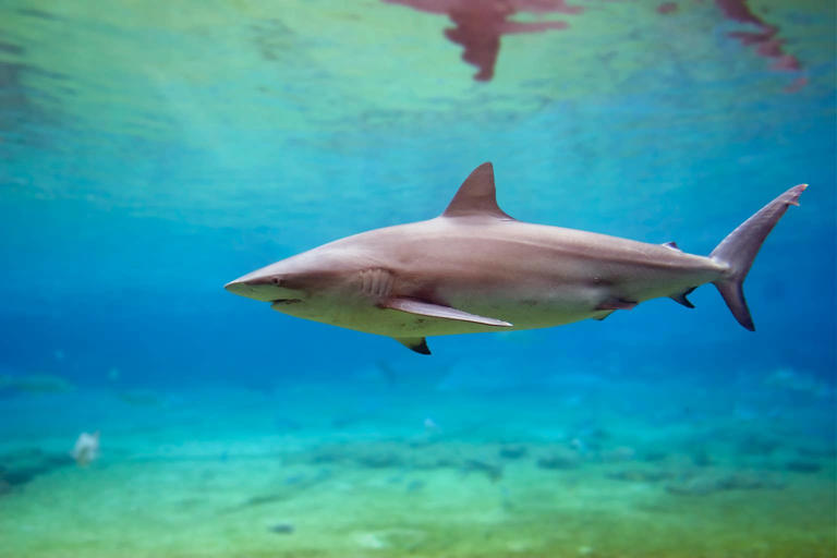A shark species nearly wiped out 50 years ago was just spotted off the ...