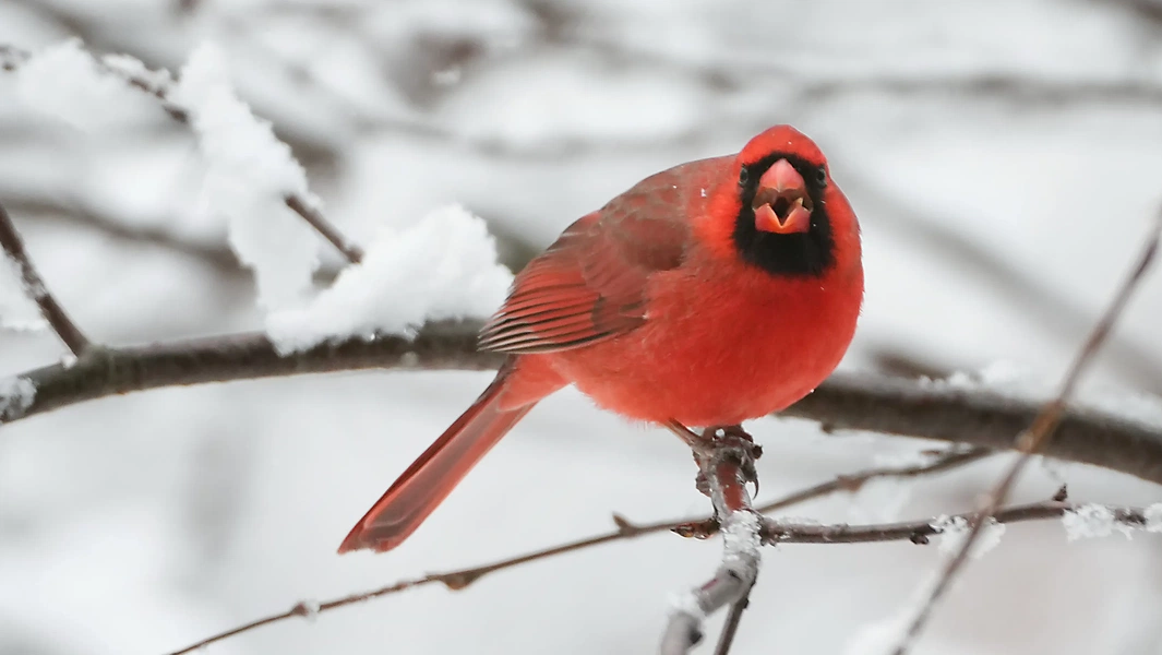Viral video captures tender northern cardinal courtship feeding