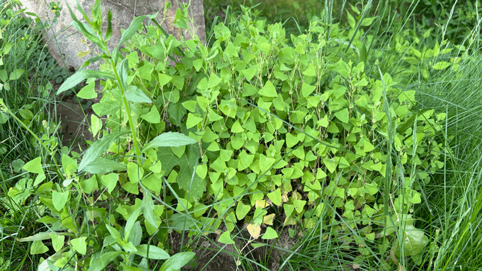 Calhoun County to pilot weevil release to curb invasive mile-a-minute ...