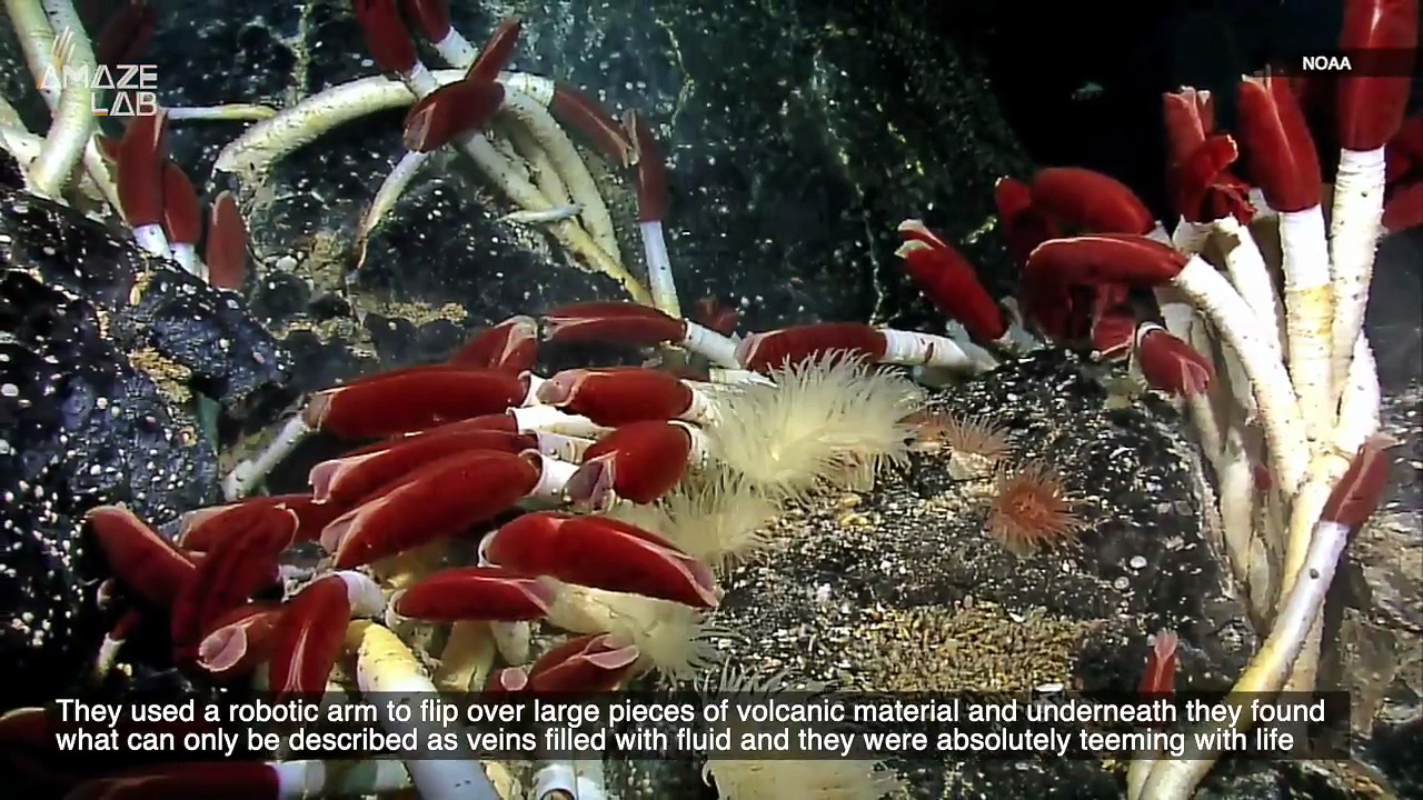 Marine researcher uncovers never-before-seen ecosystem beneath the ...