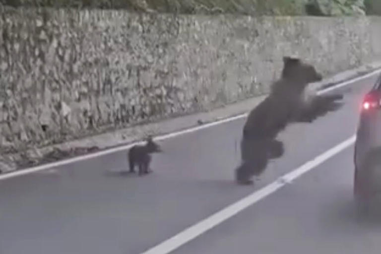 Bear attacks tourist and tries to drag him from car after man tried to ...