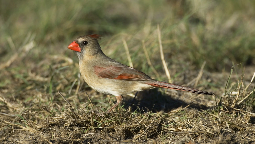 Viral video captures tender northern cardinal courtship feeding