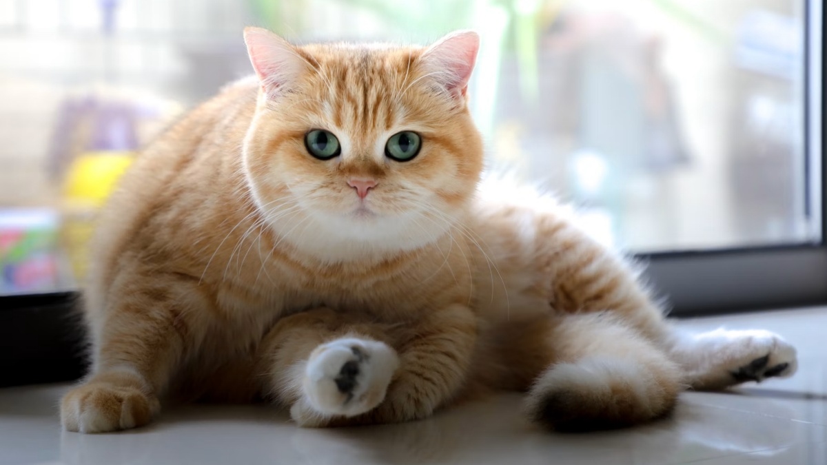 Diseases that most affect indoor cats (and how to prevent them)