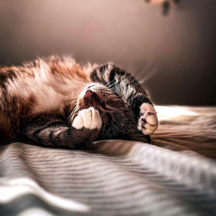 41 Photos Of Cat That Prove They’re Not Just Cute, But Truly Majestic