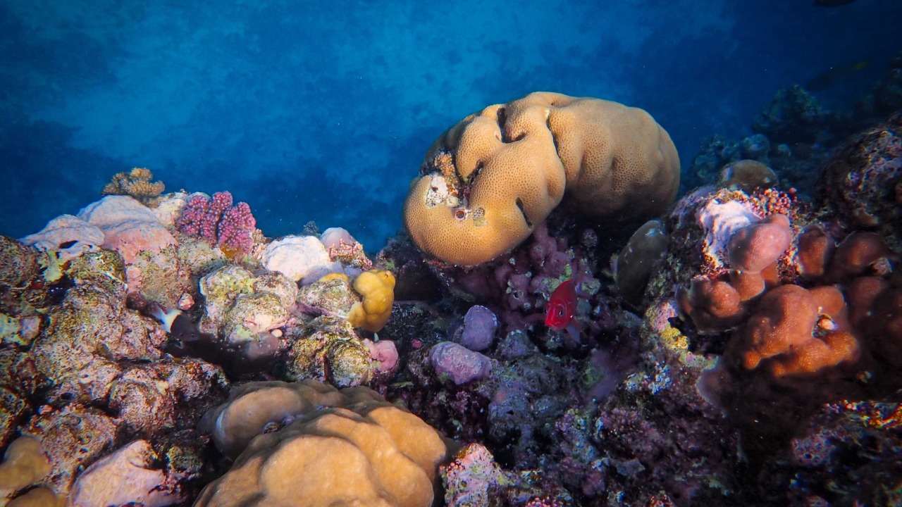 Researchers cataloged 28 possible new species, including snails ...
