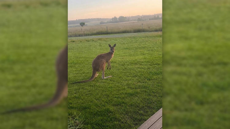 Missing kangaroo found in Kentucky county, state police say