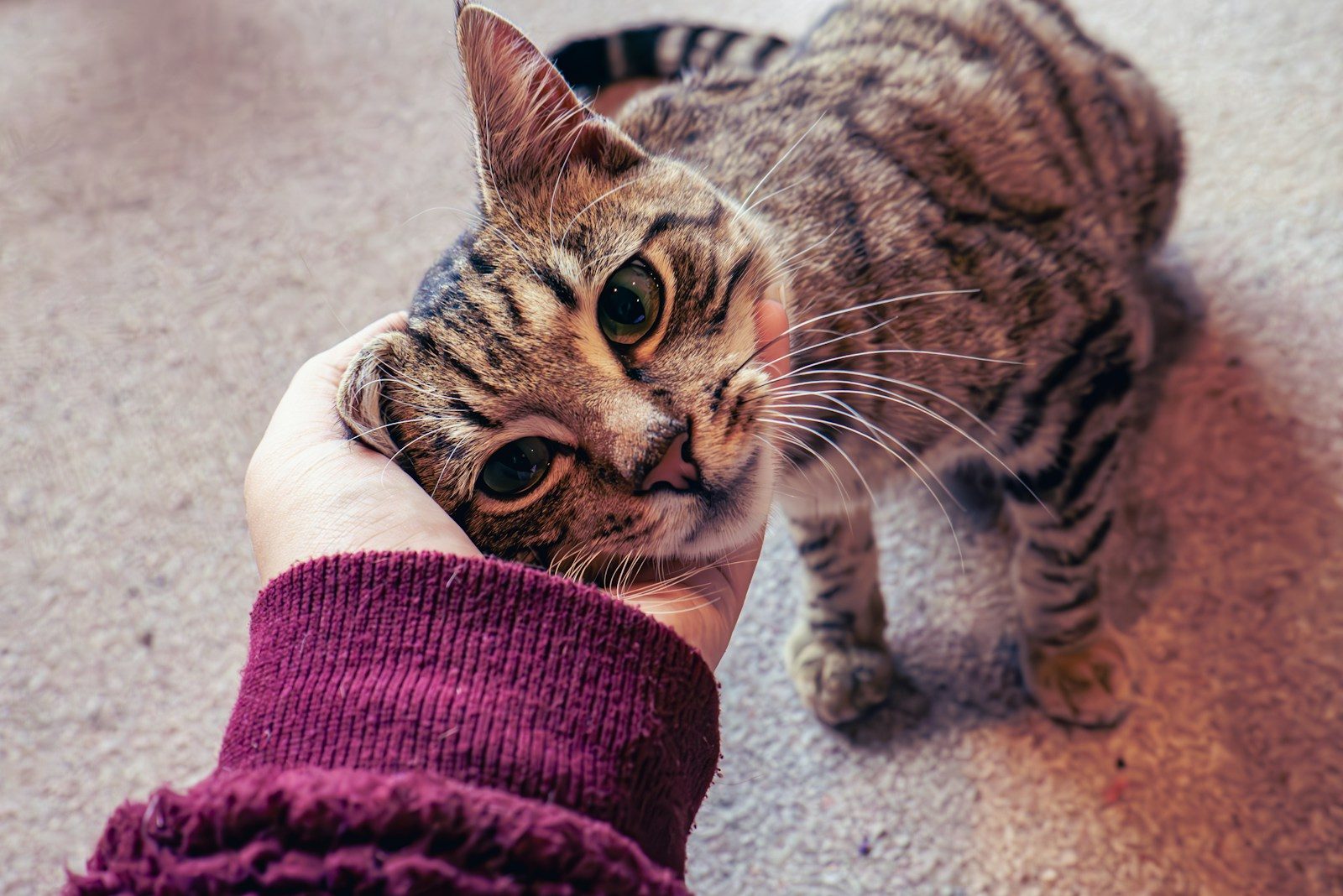 Why does your sweet cat suddenly bite your hand?